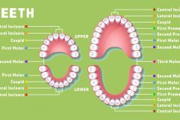 Primary Science Assessment (PLAN) | www.ase.org.uk